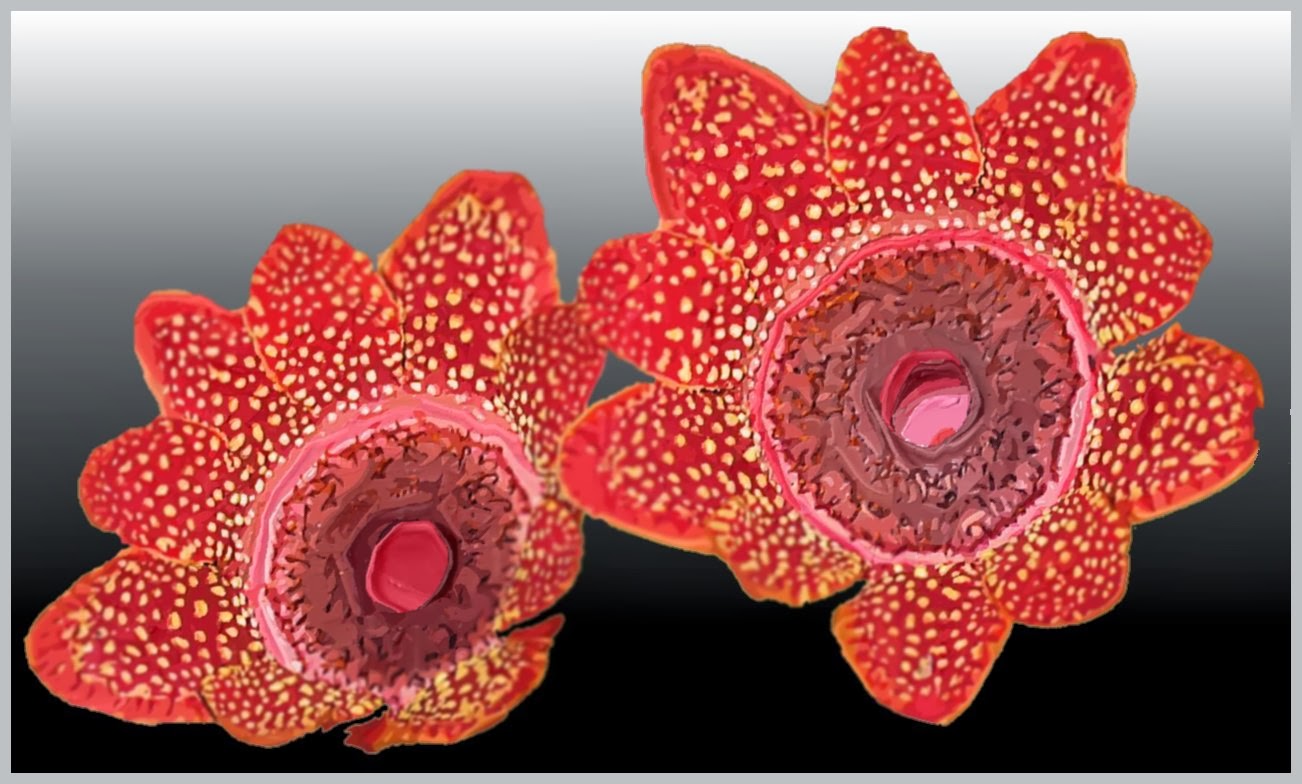 All This Is That: Flowers #44: Rafflesia