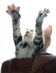 365 Days of Jazz Hands: 365 Days of Jazz Hands - Day 161