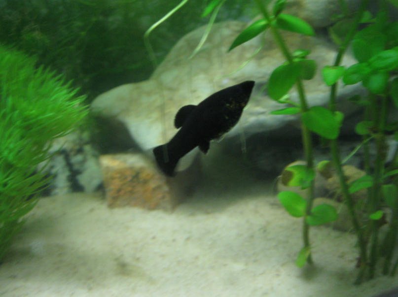 Fish Diaries