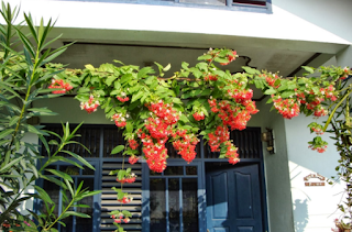 Tanaman: Jenis Tanaman Bunga Rambat