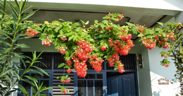 Tanaman: Jenis Tanaman Bunga Rambat