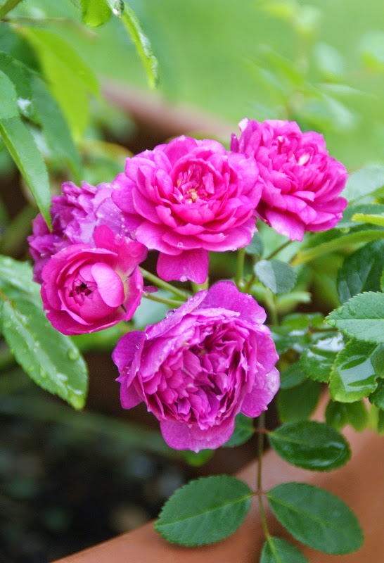 Organic Garden Dreams: August Roses