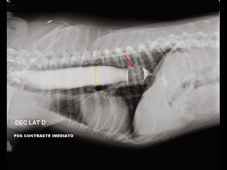 Radiodiagnóstico Veterinário: Corpo Estranho Esofágico