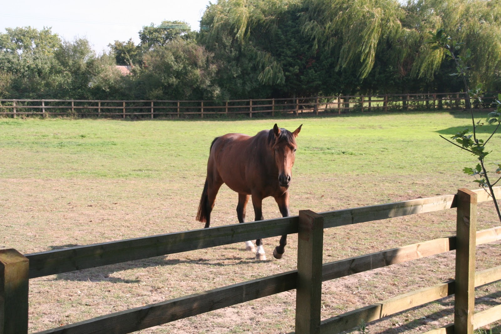 TRAKEHNERS CAN JUMP: October 2011