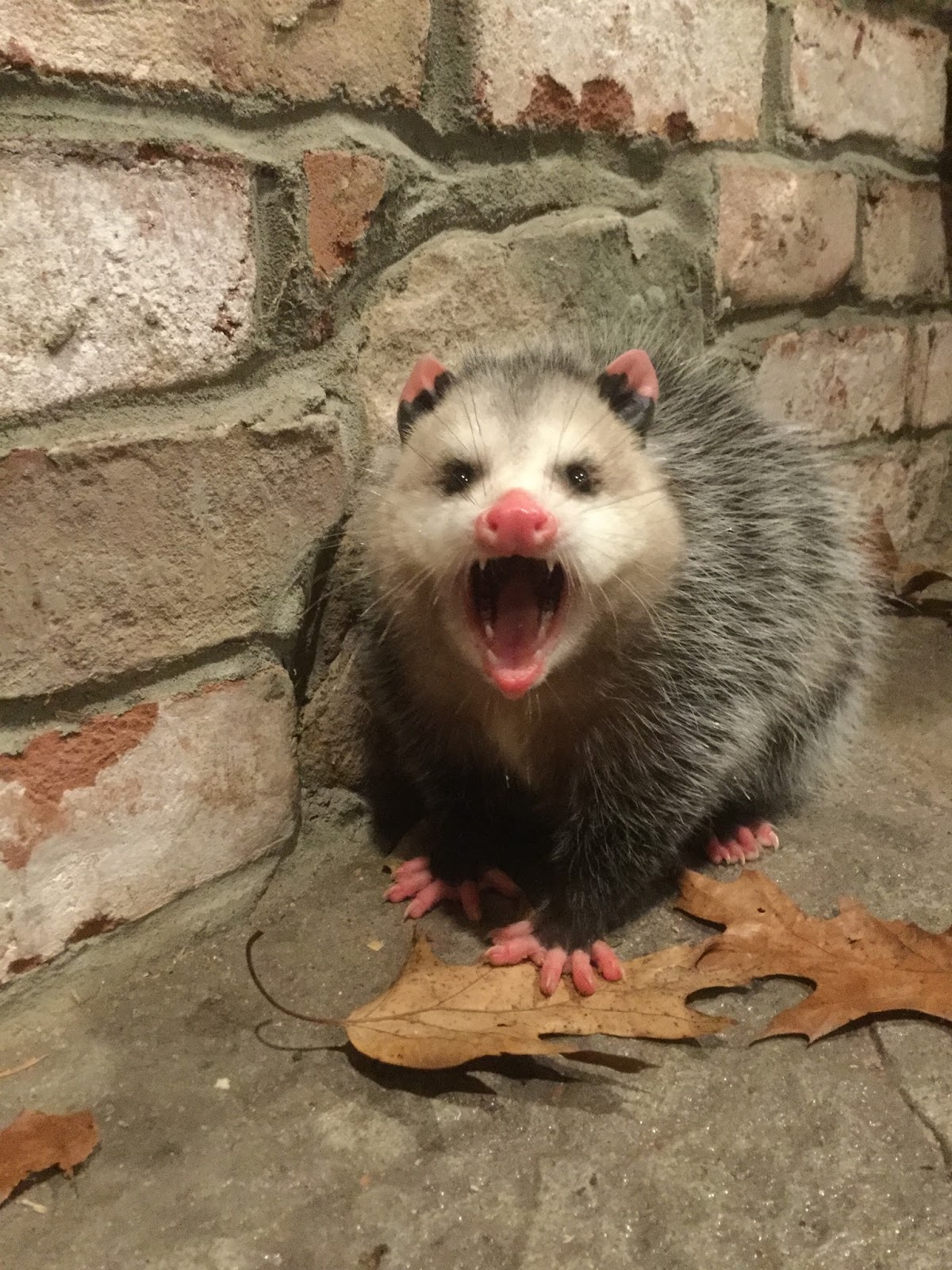 life on a mountain: The Possum Saga Continues...