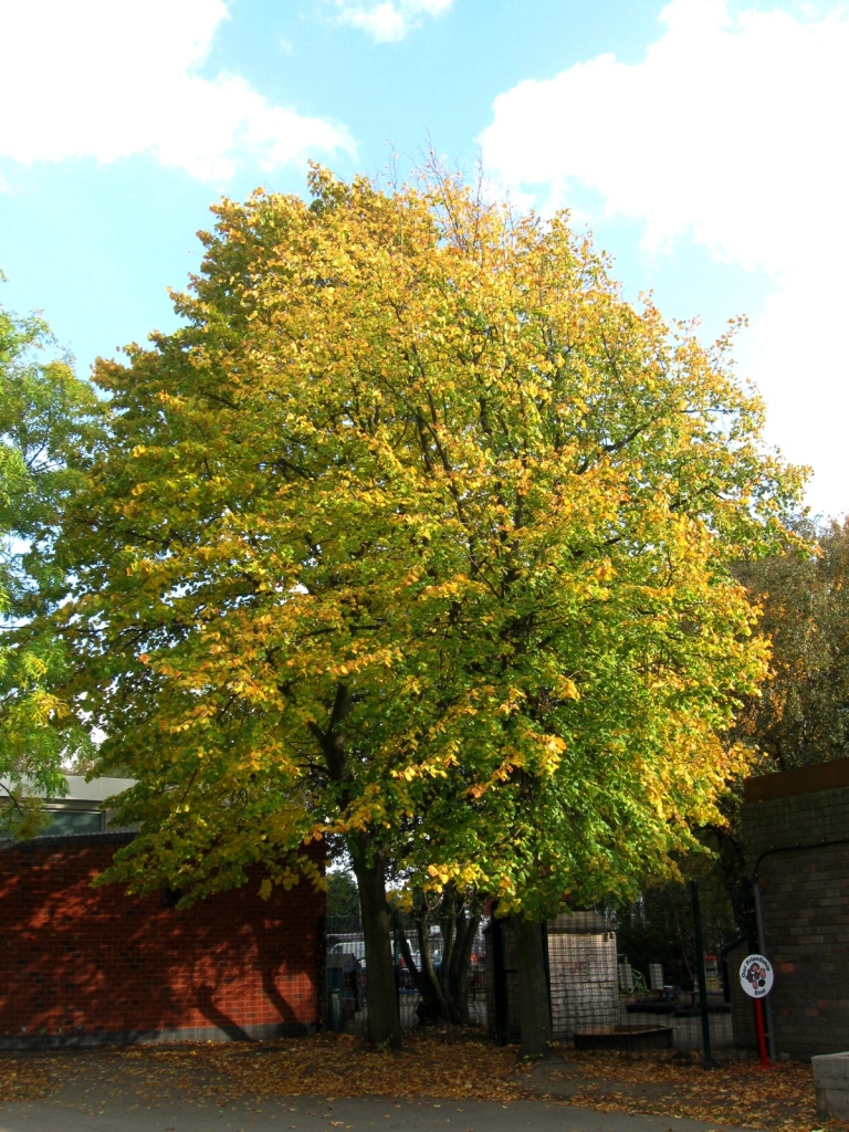 -: Koleksi Gambar Musim Luruh...