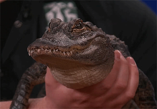 AKI GIFS: Alligator animated gifs