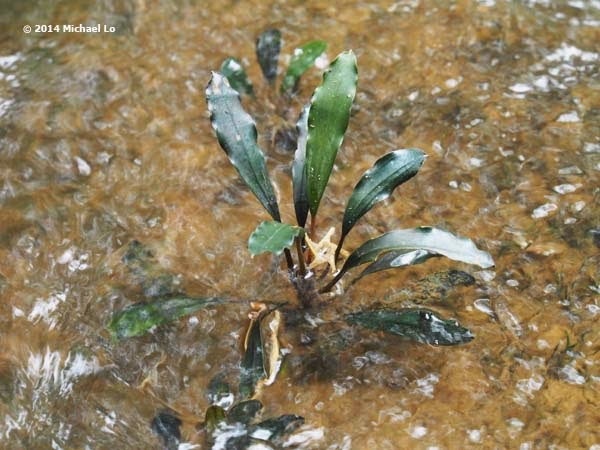 The rainforests of Borneo & Southeast Asia: Bucephalandra sp. "Sanggau"
