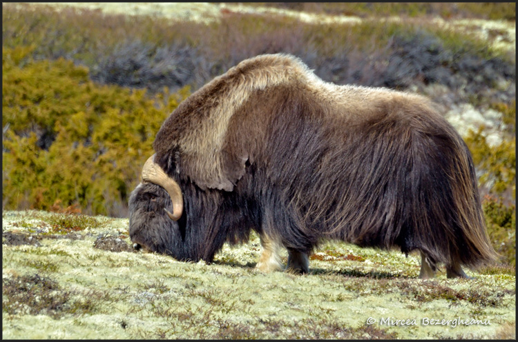 Norvegia - Cautand Insula Puffin