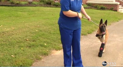 Wounded Times: Hero Dog Layka Saved Lives, Now Has Army Behind Her