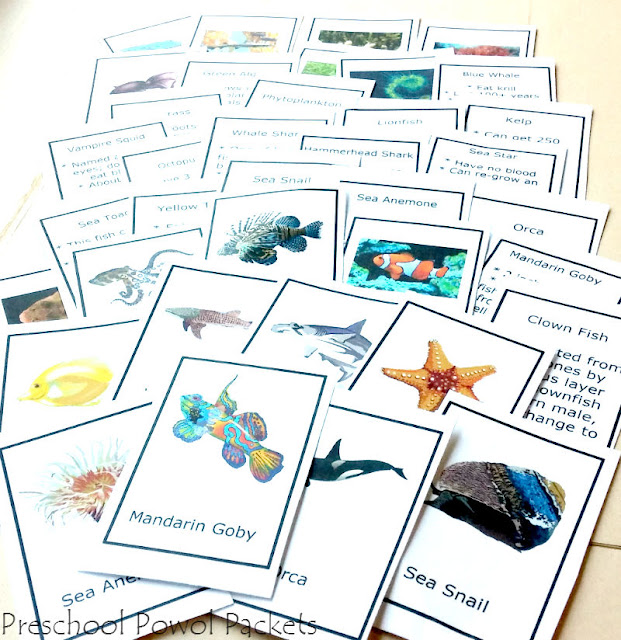 {FREE} Ocean Animals & Plants Cards | Preschool Powol Packets