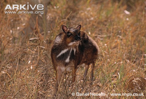Laberinto en extinción: Venado ratón de Balabac (Tragulus nigricans)