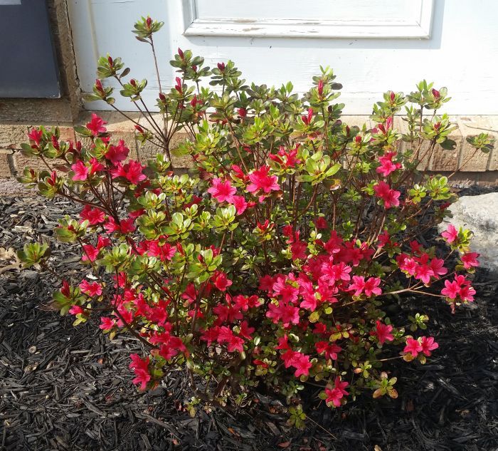 Future Plants by Randy Stewart: Azaleas -Evergreen Hybrids