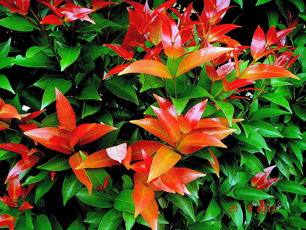 Yes I Love Farming! :D: Eugenia oleina - Tree? Shrub? Why not both!