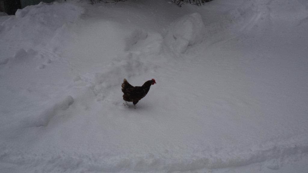 Bondi Resort BLOG: Arctic Chicken