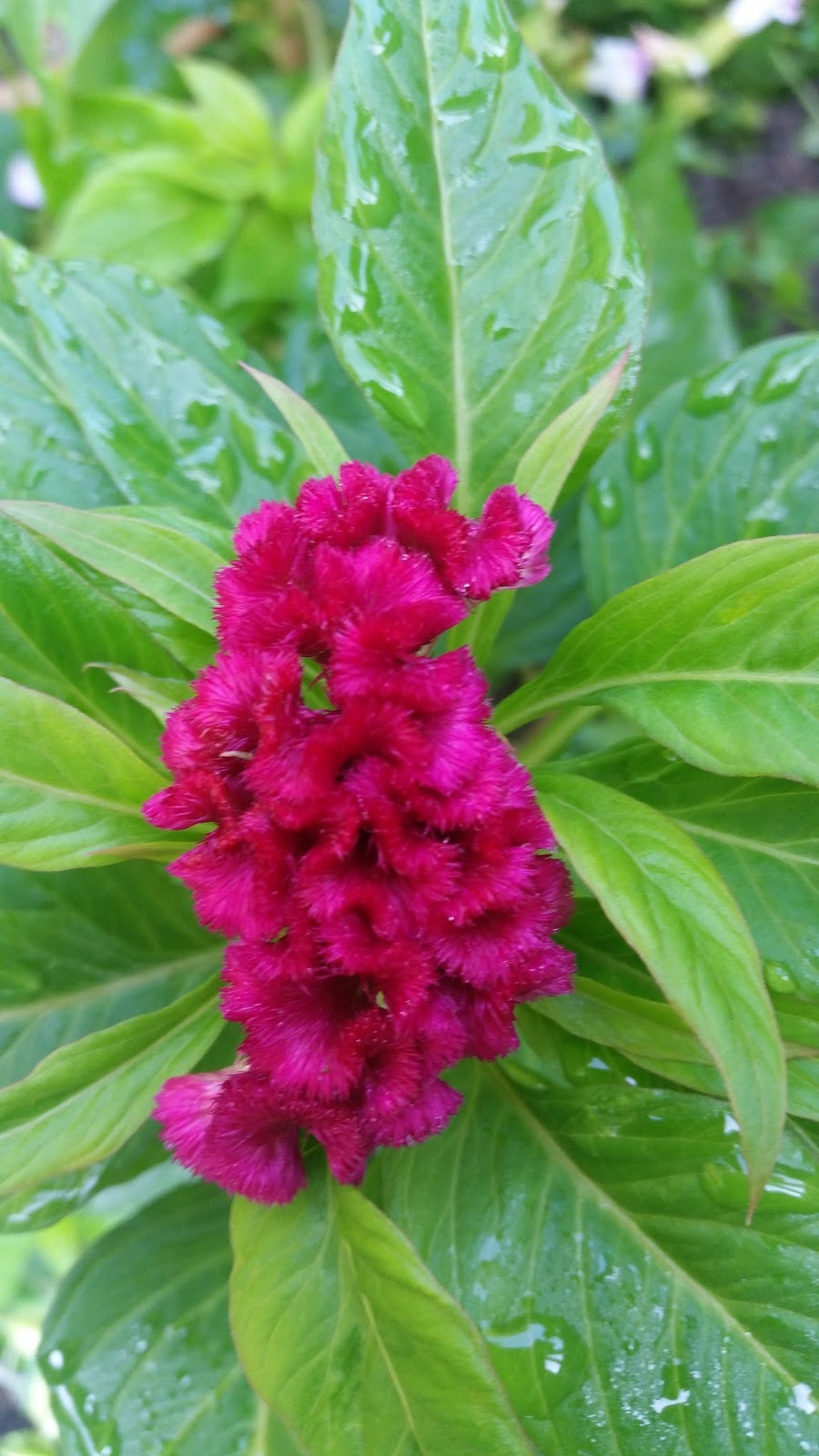 Warisan Petani: Pokok Bunga Balung Ayam