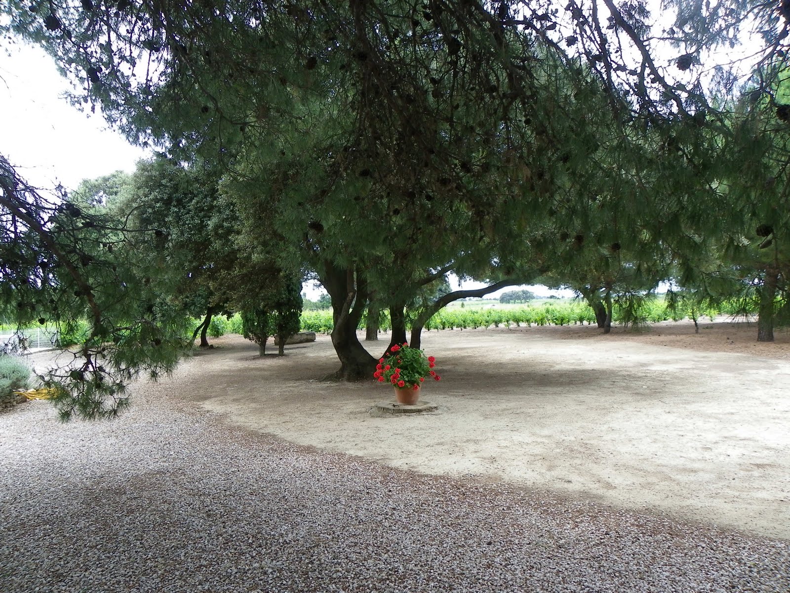 City On A Hill: Frontignan: Hills, Herbs, Weird Wines and a Spa