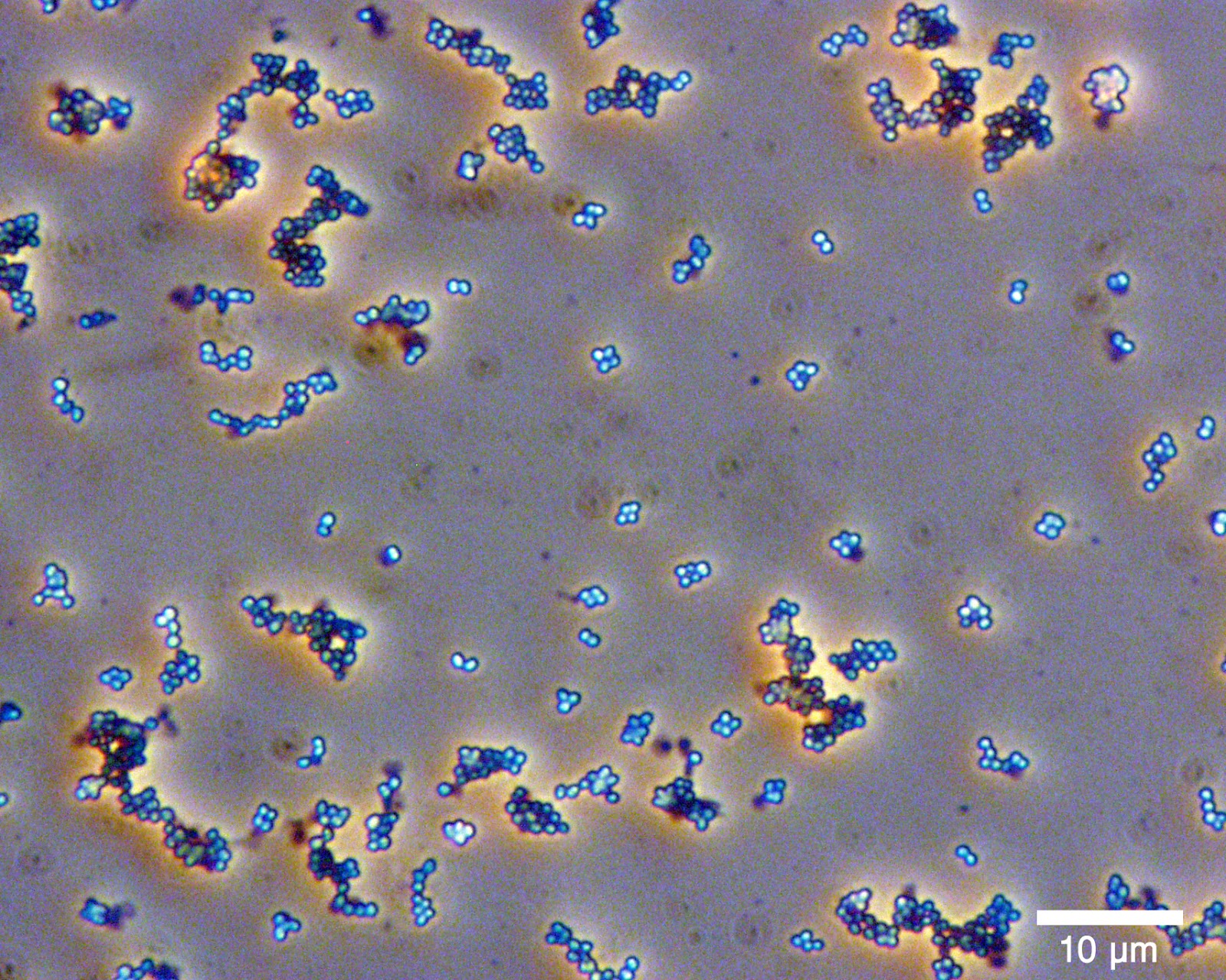 BIOQUÍMICA : Microorganismo