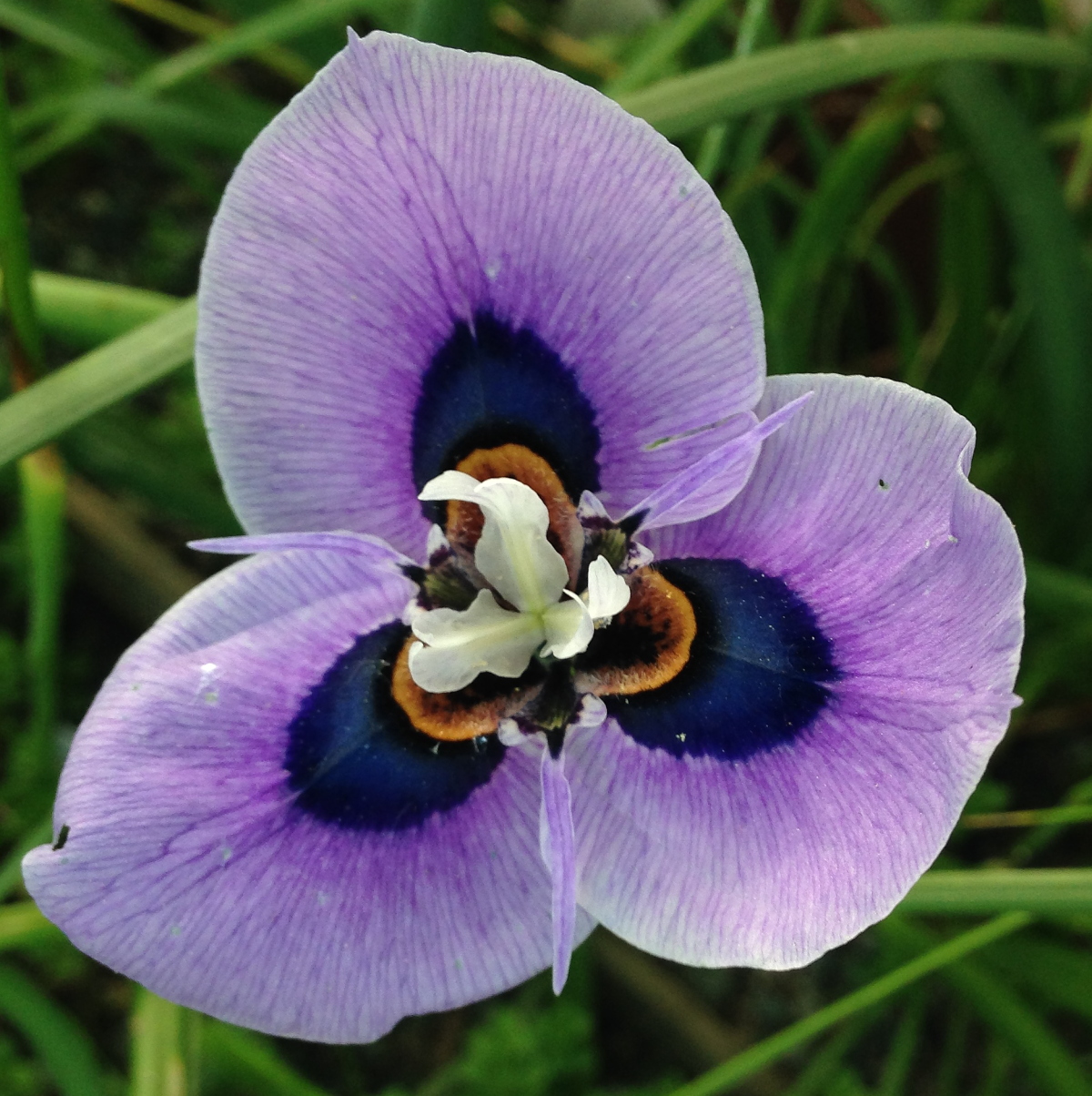 Growing Cool Plants: Moraea MM 12-120