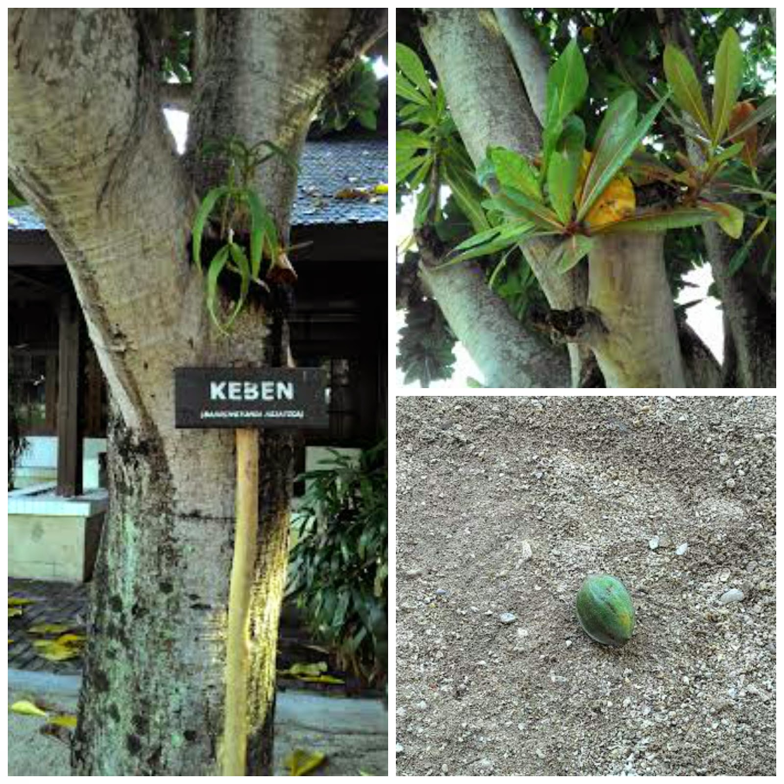 Pohon Keben - Pohon Perdamaian