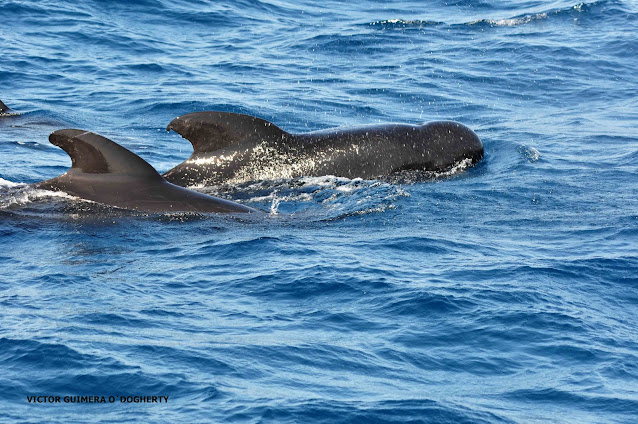 Mis imágenes de aves: EL CALDERON COMUN