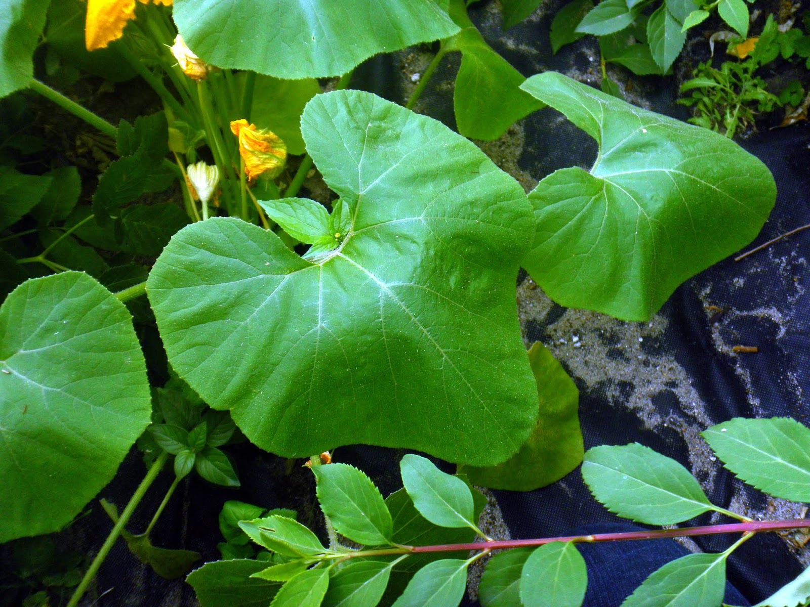 Scirpidiella's Plants: Wild squash species (Cucurbita sp. div.)