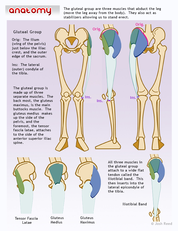 Gluteal Muscles Diagram