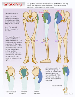 Drawsh: Gluteal Group of Muscles
