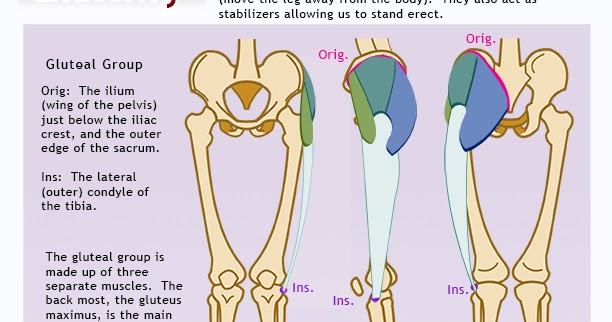 Drawsh: Gluteal Group of Muscles