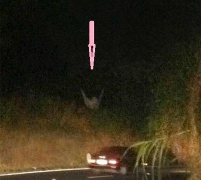 Brazil Weird News: Puerto Rico - Goatsuckers, Gargoyles & Vampires