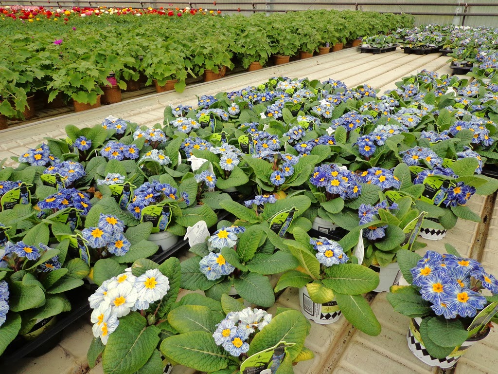 Prairiebreak: Solstice solace: Blue Zebra primrose