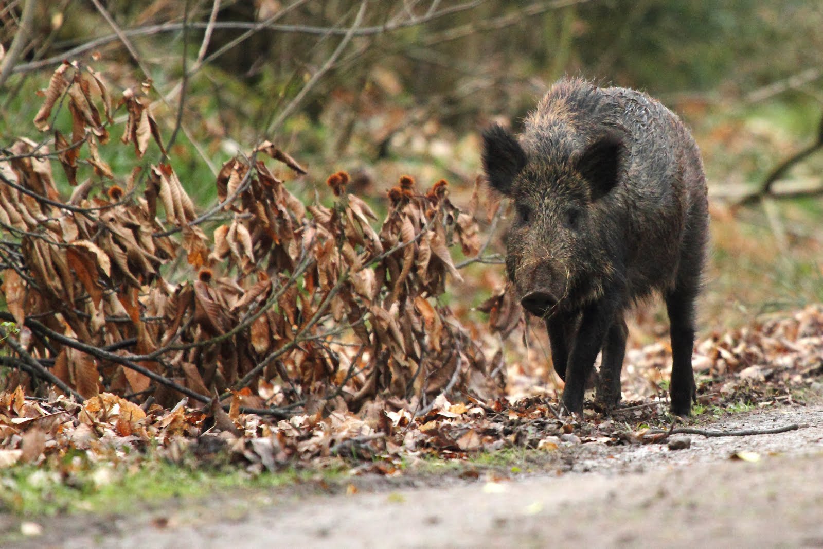 Forest of Dean Wildlife & Nature Diary: Happy 2012!