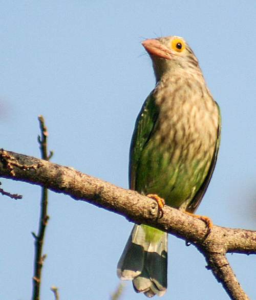 Lineated barbet photos | Birds of India | Bird World