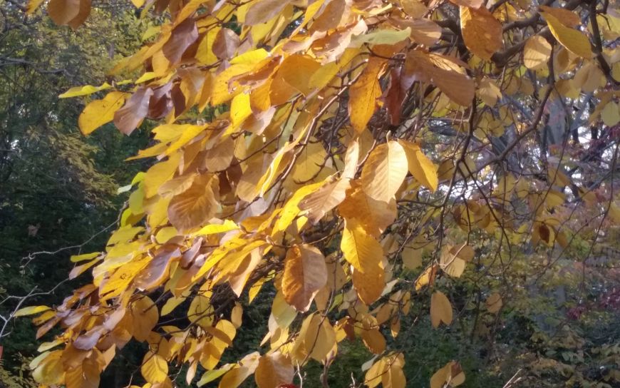 Future Plants by Randy Stewart: MAGNOLIAS