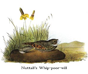 Hibernation in animals | Facts About All