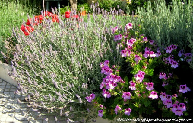 Africa to Algarve: Garden Bloggers' Bloom Day - May 2014