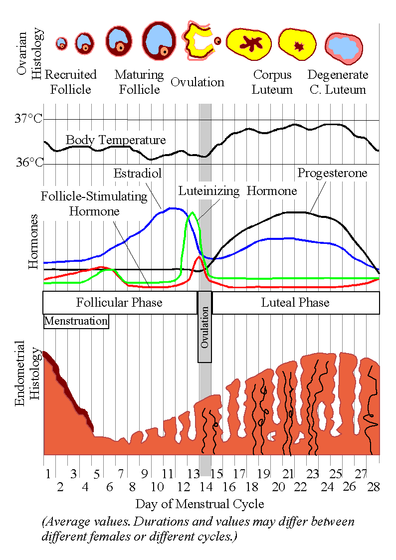 Ovogenesis y Control Hormonal de la ovogenesis