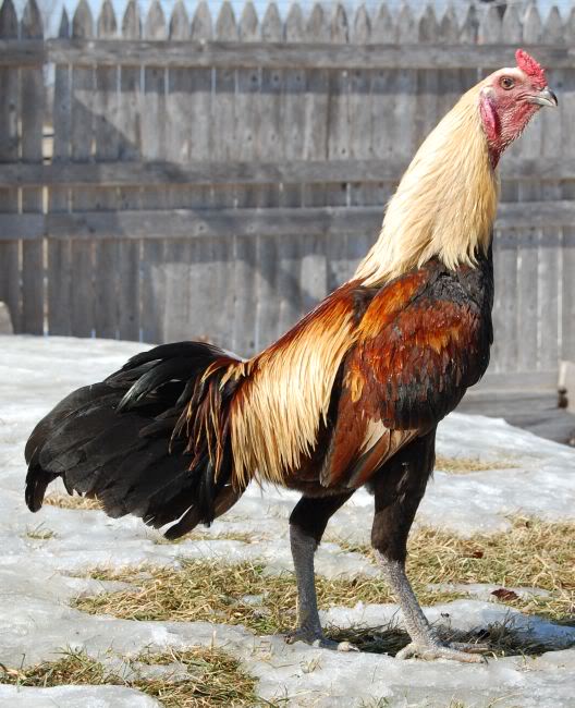 Fighting Rooster: Quib Hmong