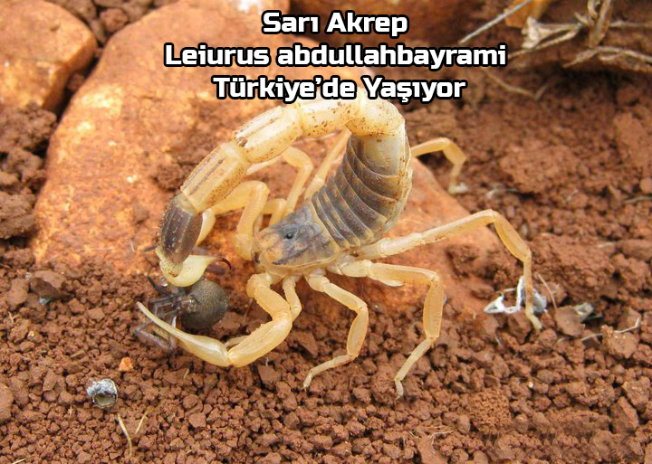 Leiurus abdullahbayrami Sarı Akrep | Bilgi Defteri Güncel Blog GuidePedia