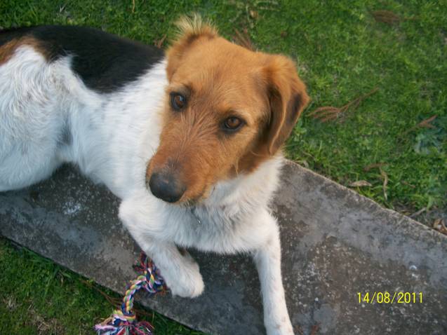 Adoptándonos: Barba, precioso perro barbincho en adopción