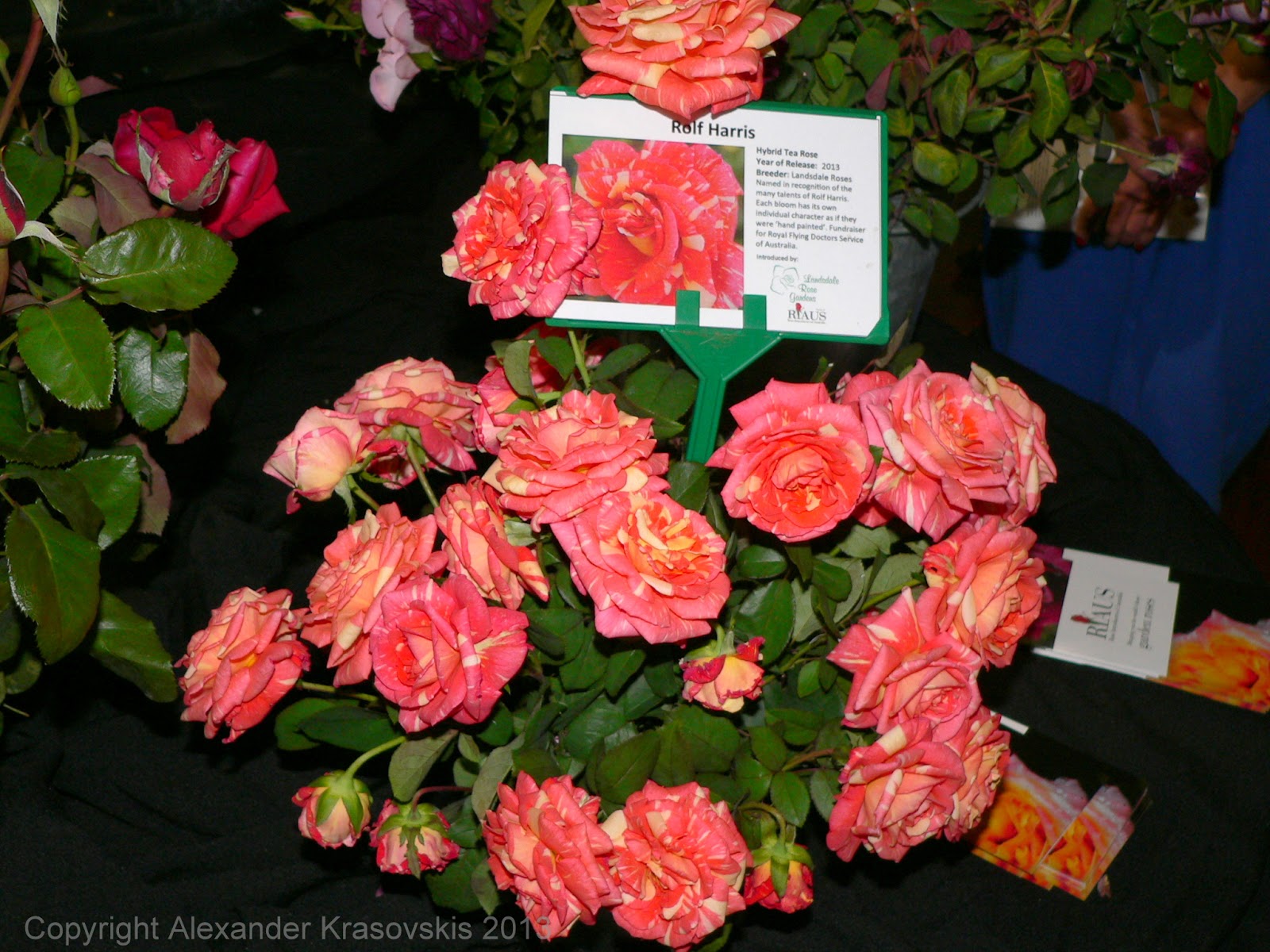 Aggregata Plants & Gardens: Visit to the Melbourne International Flower ...