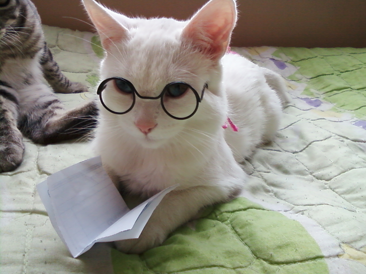 UFOFaunaManía: GATOS INTELECTUALES (están entre nosotros)