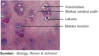 Kelvin Rio: “Struktur dan Fungsi Sendi (Artikulasio) dan Tulang Rawan ...