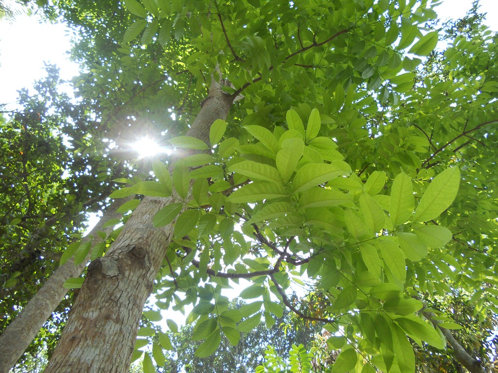 My Clicks: Mahogany Tree