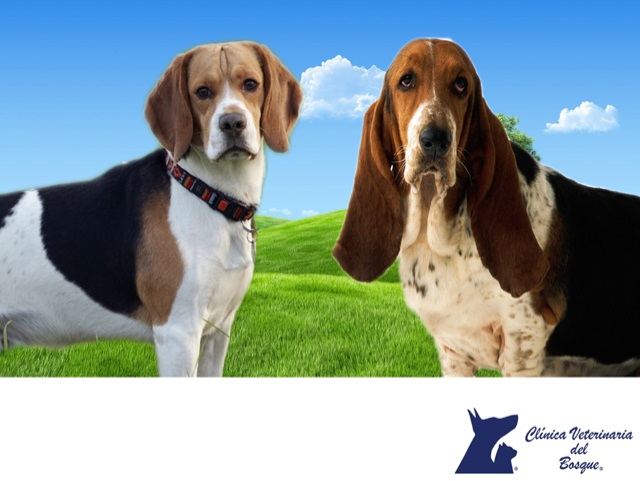 TIPS PARA MASCOTAS: ¿Cuáles son las diferencias entre el beagle y el ...