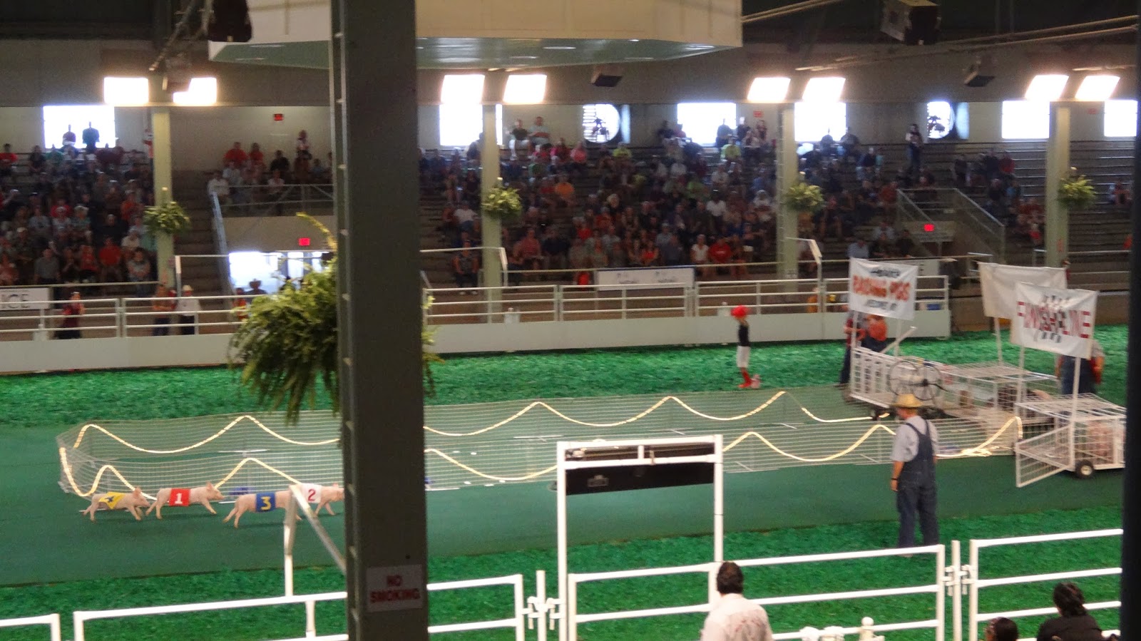 State Fair of Texas 2013: Pig Races at the Texas State Fair 2013