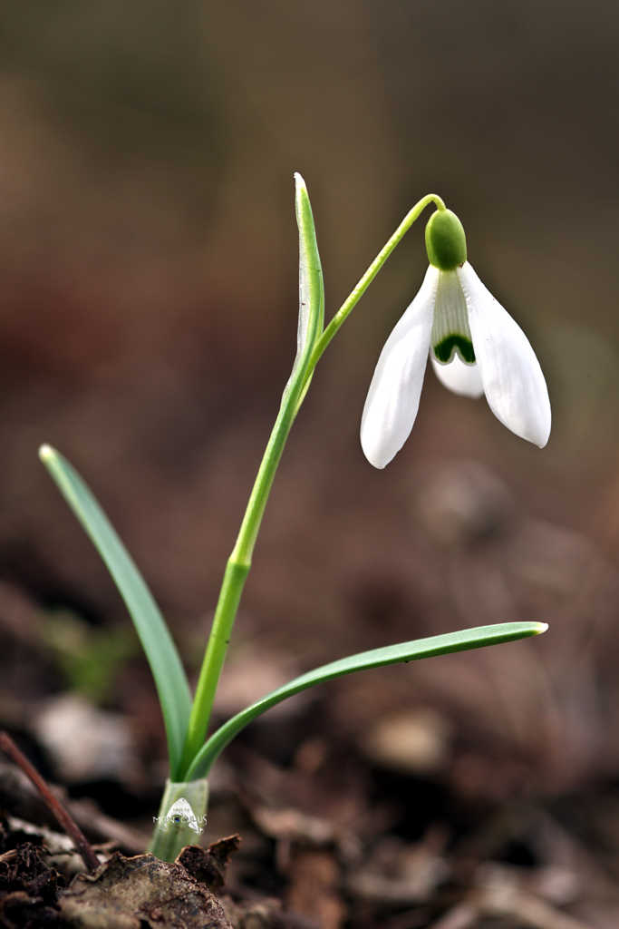 Heremita Monoculus: marca 2017