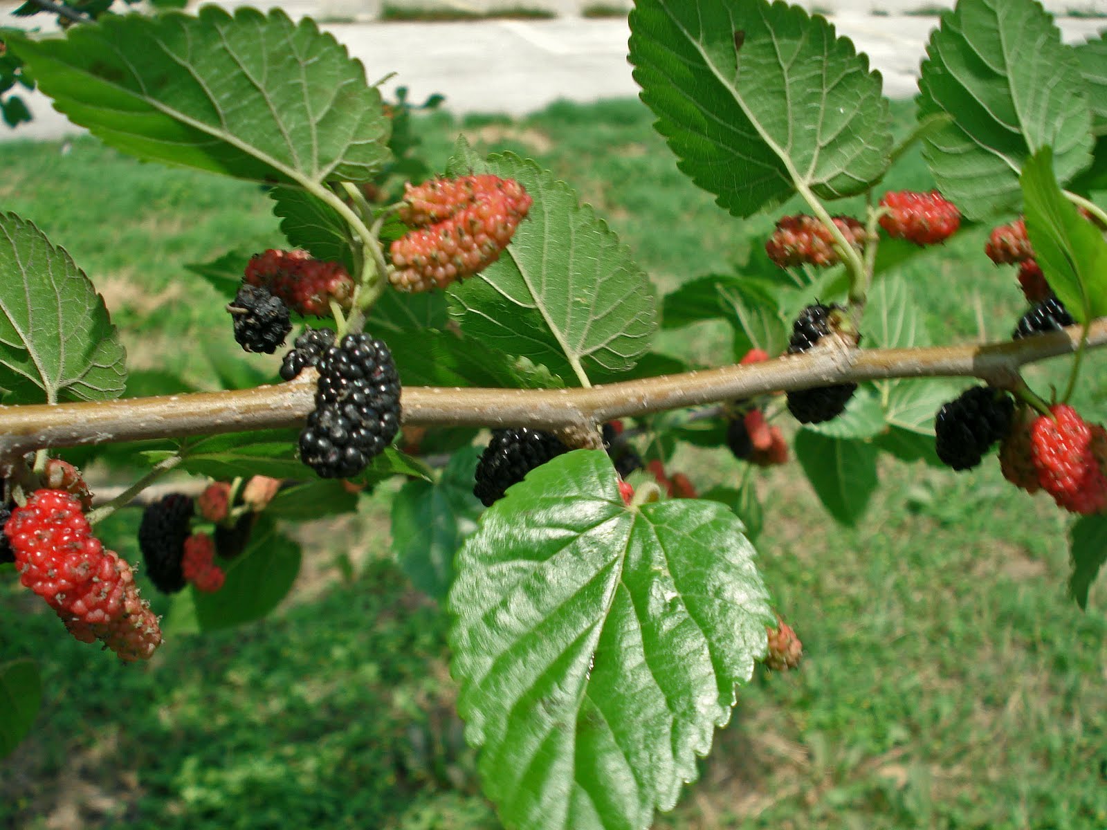 Cooking memories in the kitchen with Lori: Mulberry Jelly