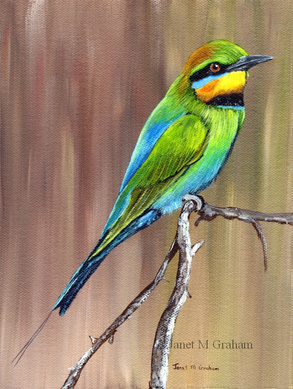Janet M Graham's Painting Blog: Rainbow Bee - Eater in acrylics