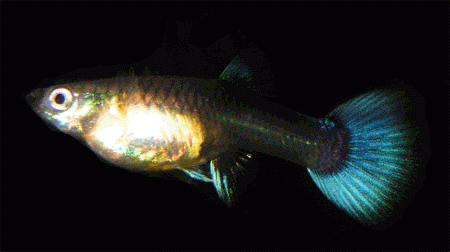 don't belok-belok.....k: mengenal ikan gapi